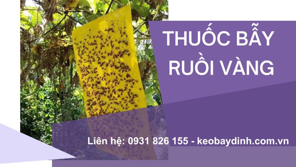 Thuốc Bẫy Ruồi Vàng Hiệu Quả – Giải Pháp Bảo Vệ Cây Trồng Tốt Nhất ...